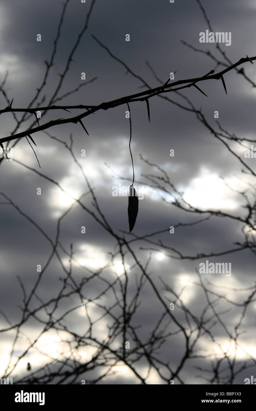 one last leaf on bare tree branches and moody sky Stock Photo - Alamy