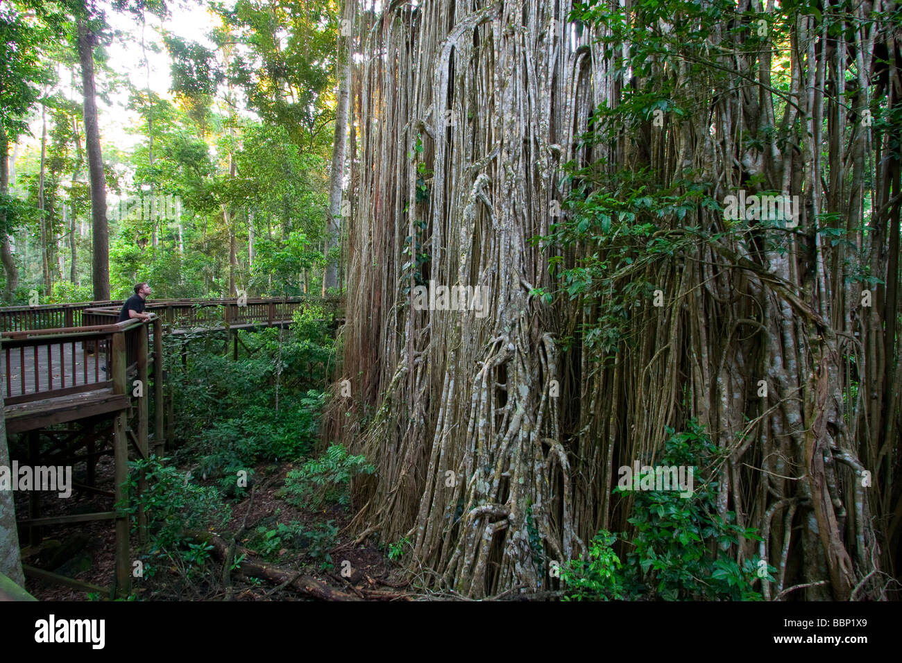 The Curtain Fig Tree on the outskirts of the small town of Yungaburra ...