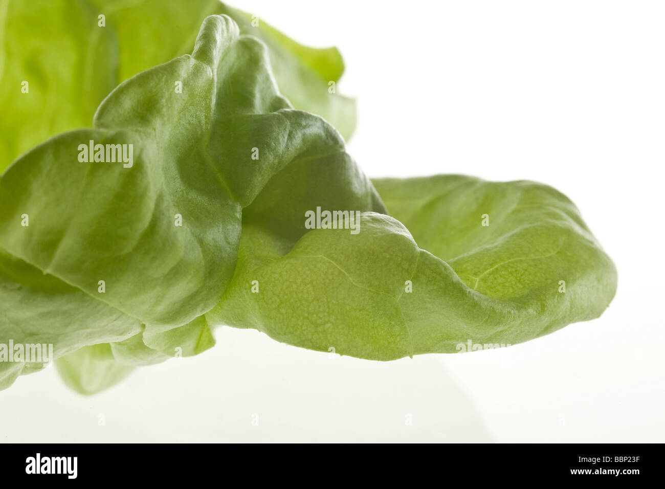 Lettuce leaf hi-res stock photography and images - Alamy