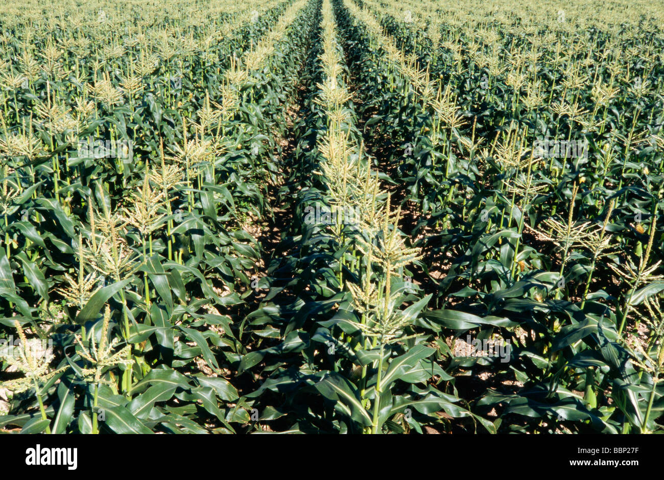 Crops in field,tractor in fields, crops in rows, farm worker Stock ...