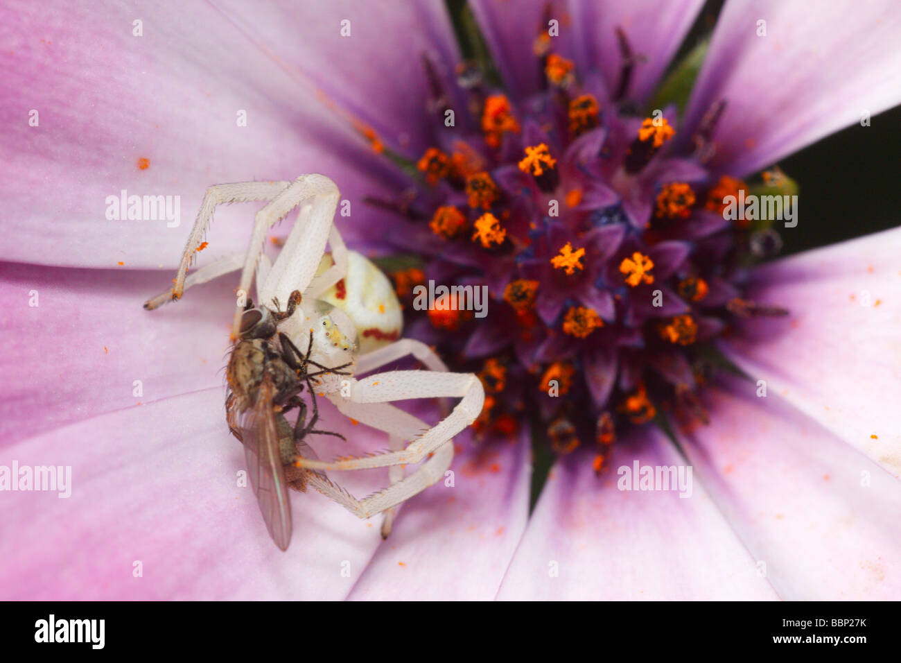 Misumena vatia, a crab spider, with prey. They're sitting in a ...