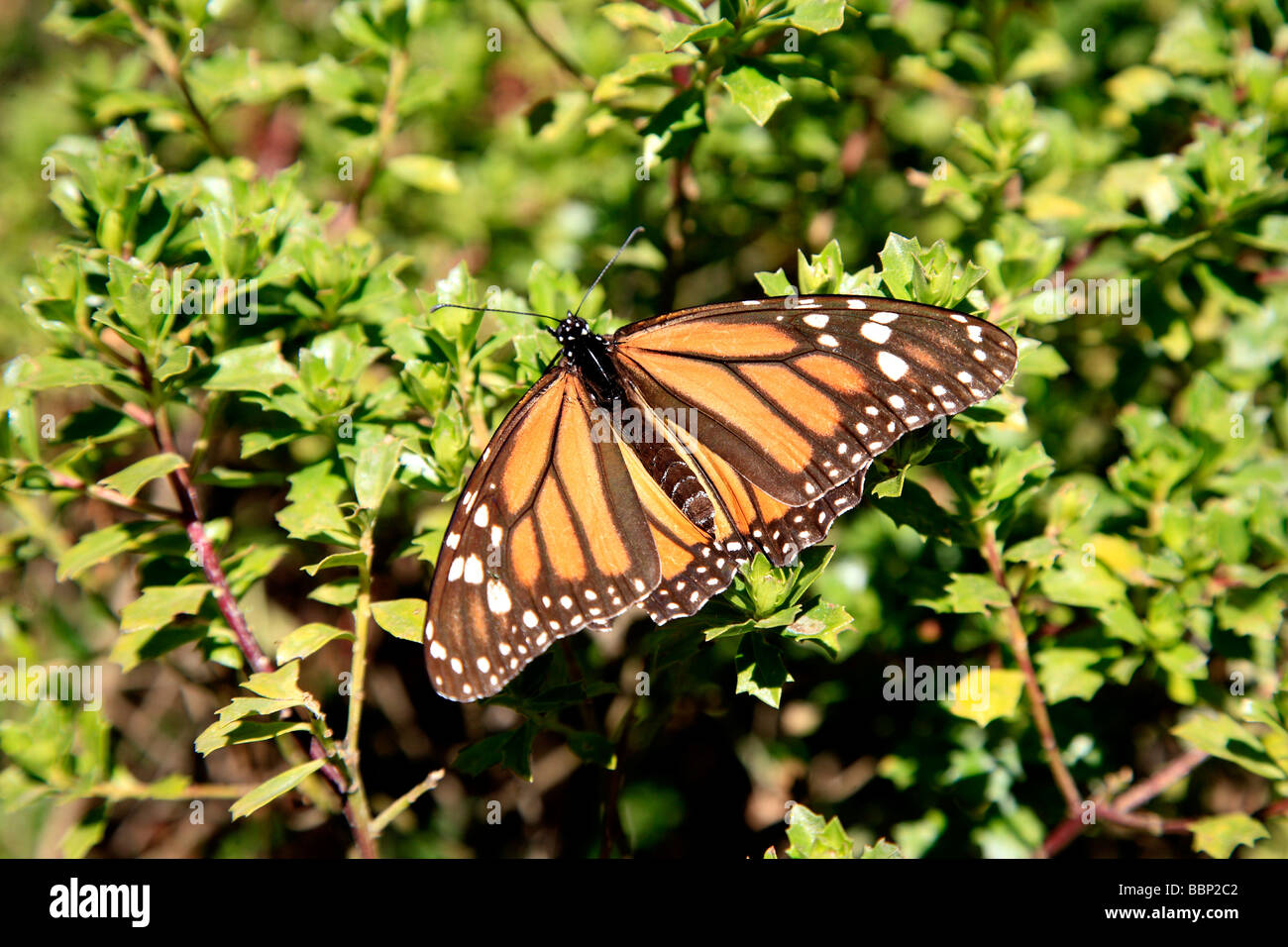 monarch butterfly in michoacan mexico sanctuary millions of these ...