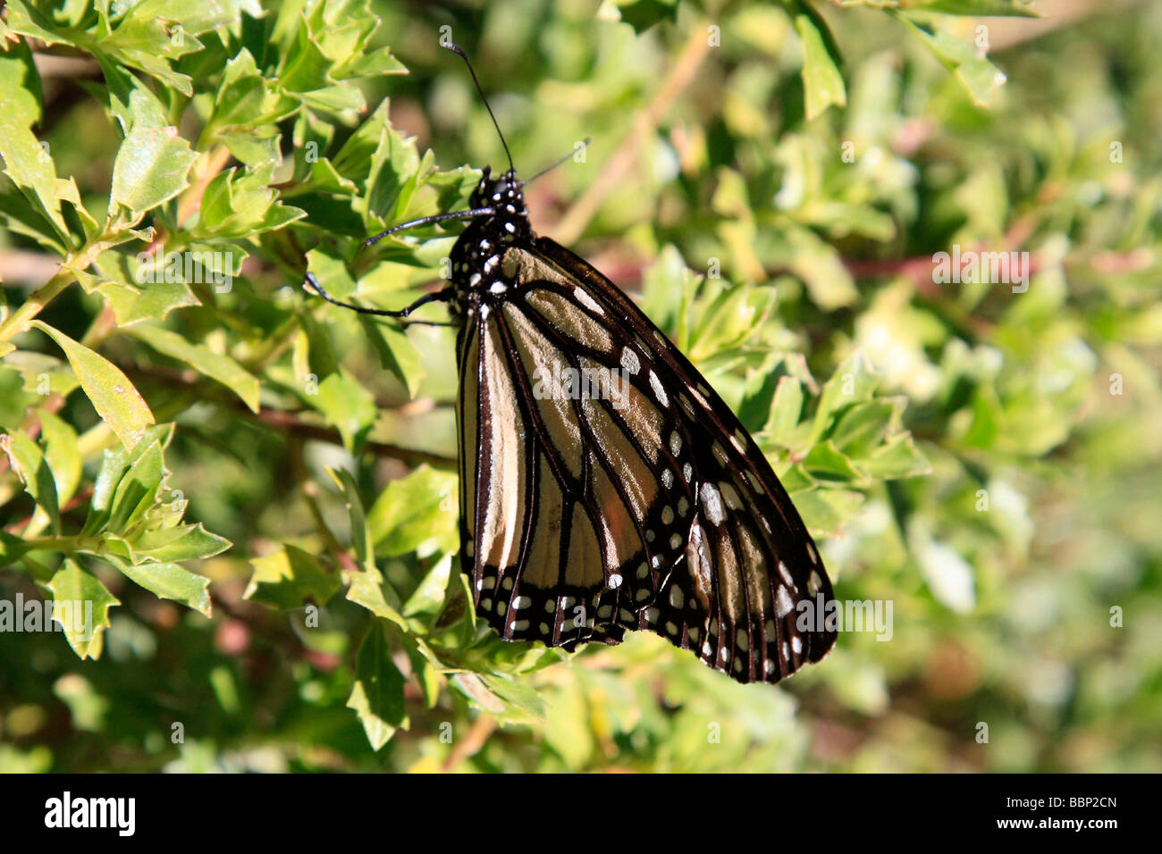 monarch butterfly in michoacan mexico sanctuary millions of these ...