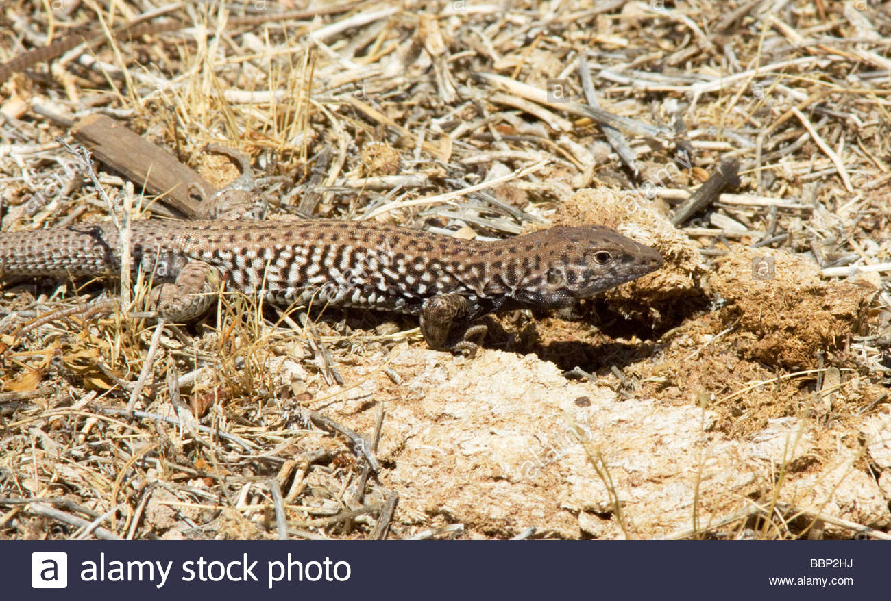 Western Whiptail Lizard High Resolution Stock Photography and Images ...