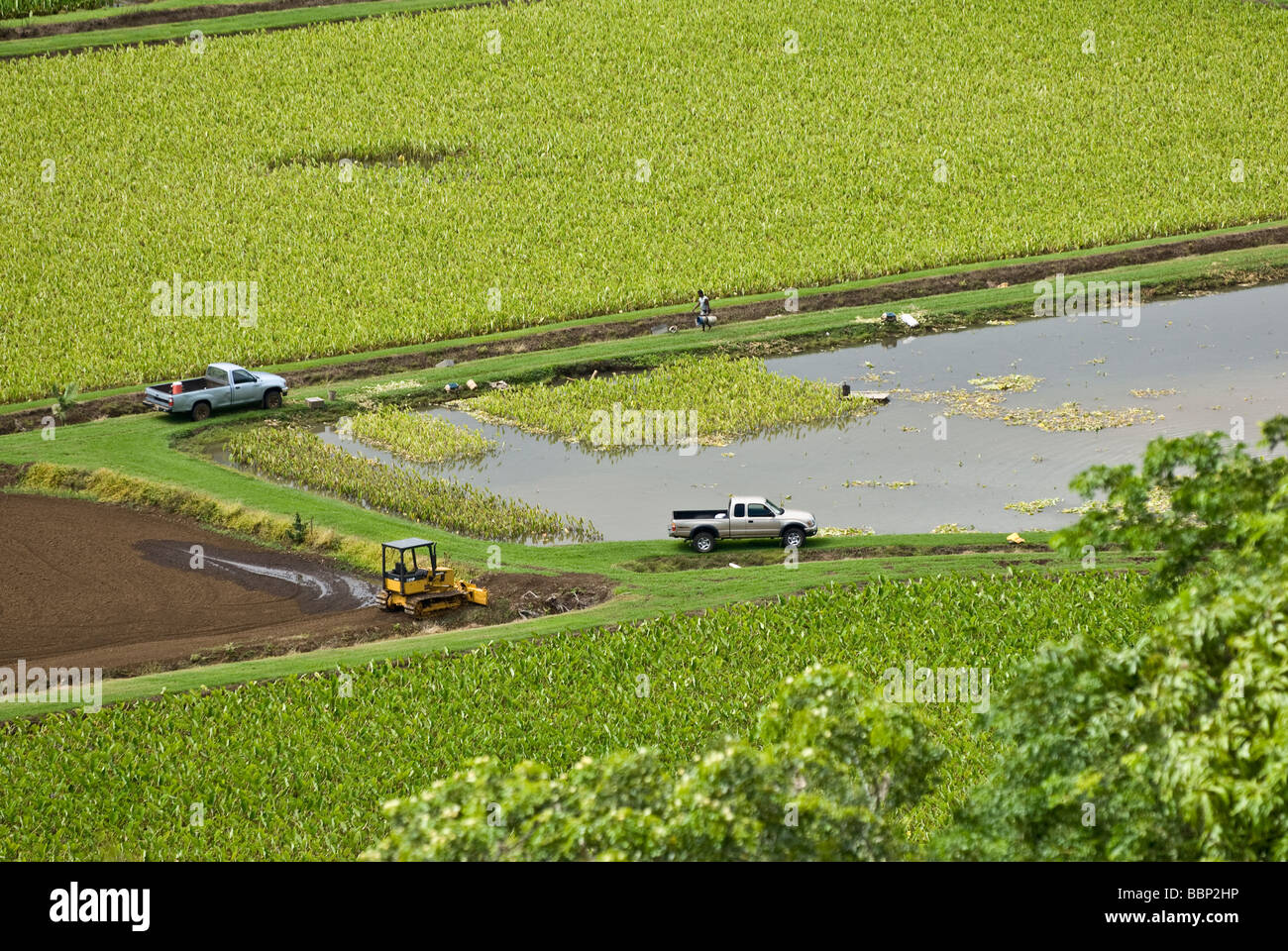 Taro field taro fields hi-res stock photography and images - Alamy