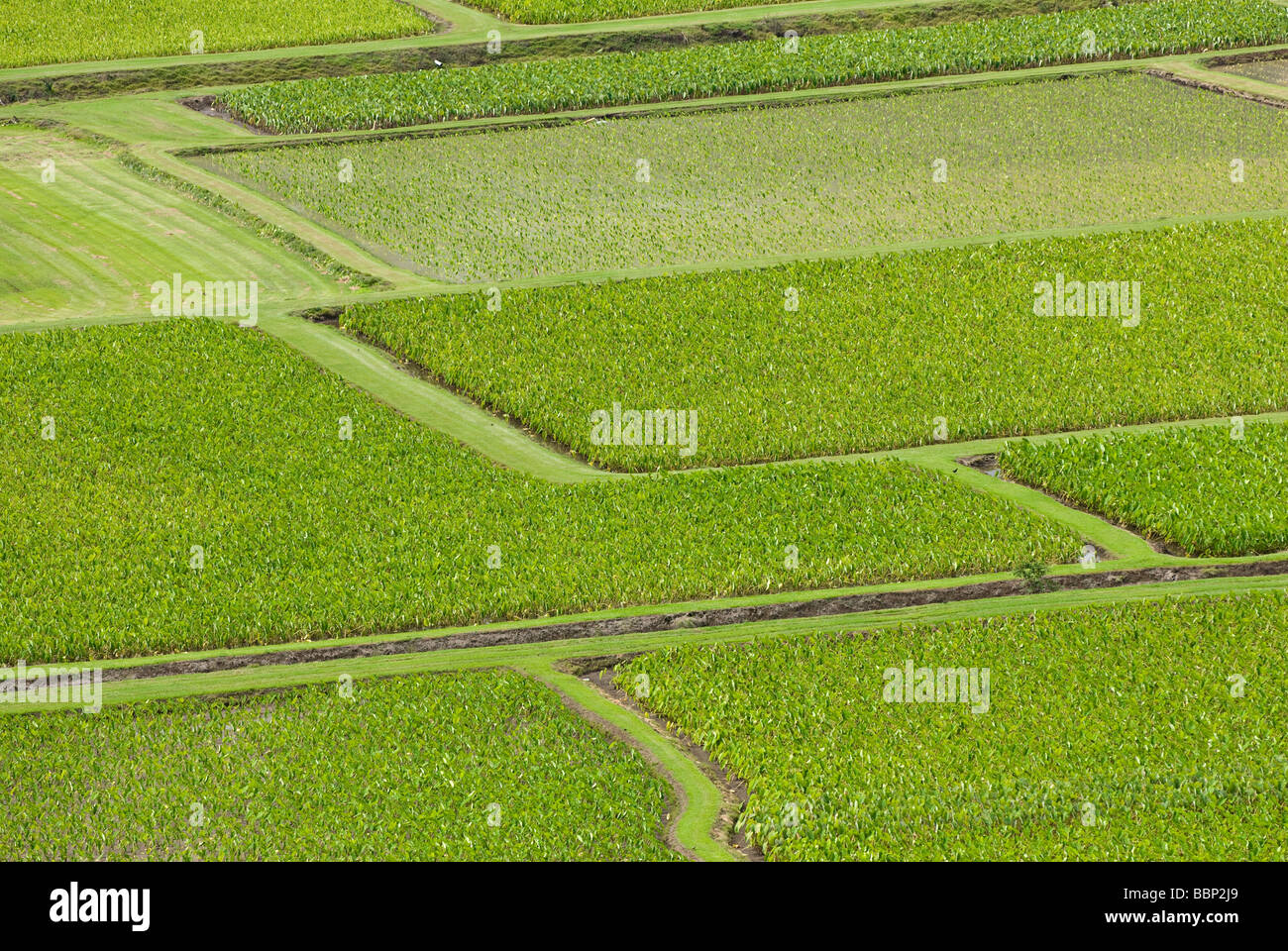 Taro fields near Hanalei in Kauai Hawaii USA Stock Photo - Alamy