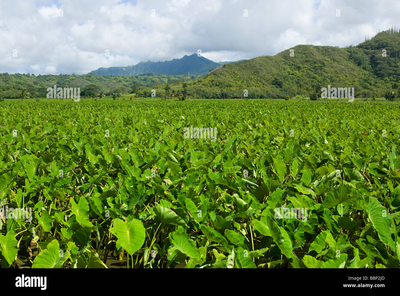 Taro Plant High Resolution Stock Photography and Images - Alamy