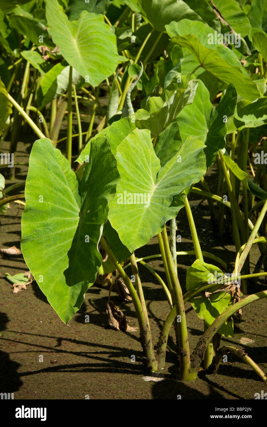 Fijian Taro Plant