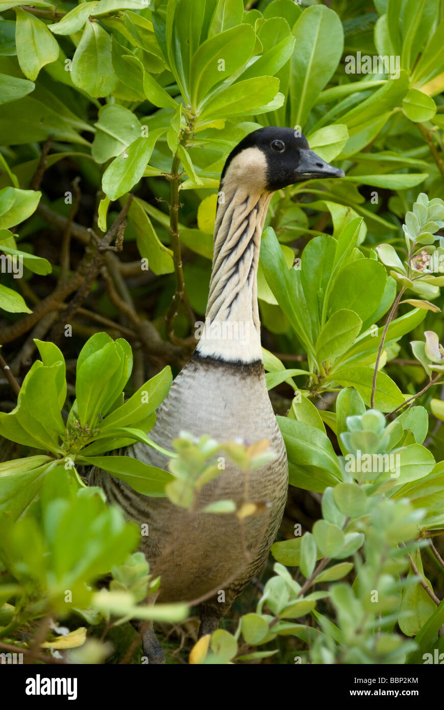 Hawaiian Goose or Nene bird is an endangered species that exists on the ...