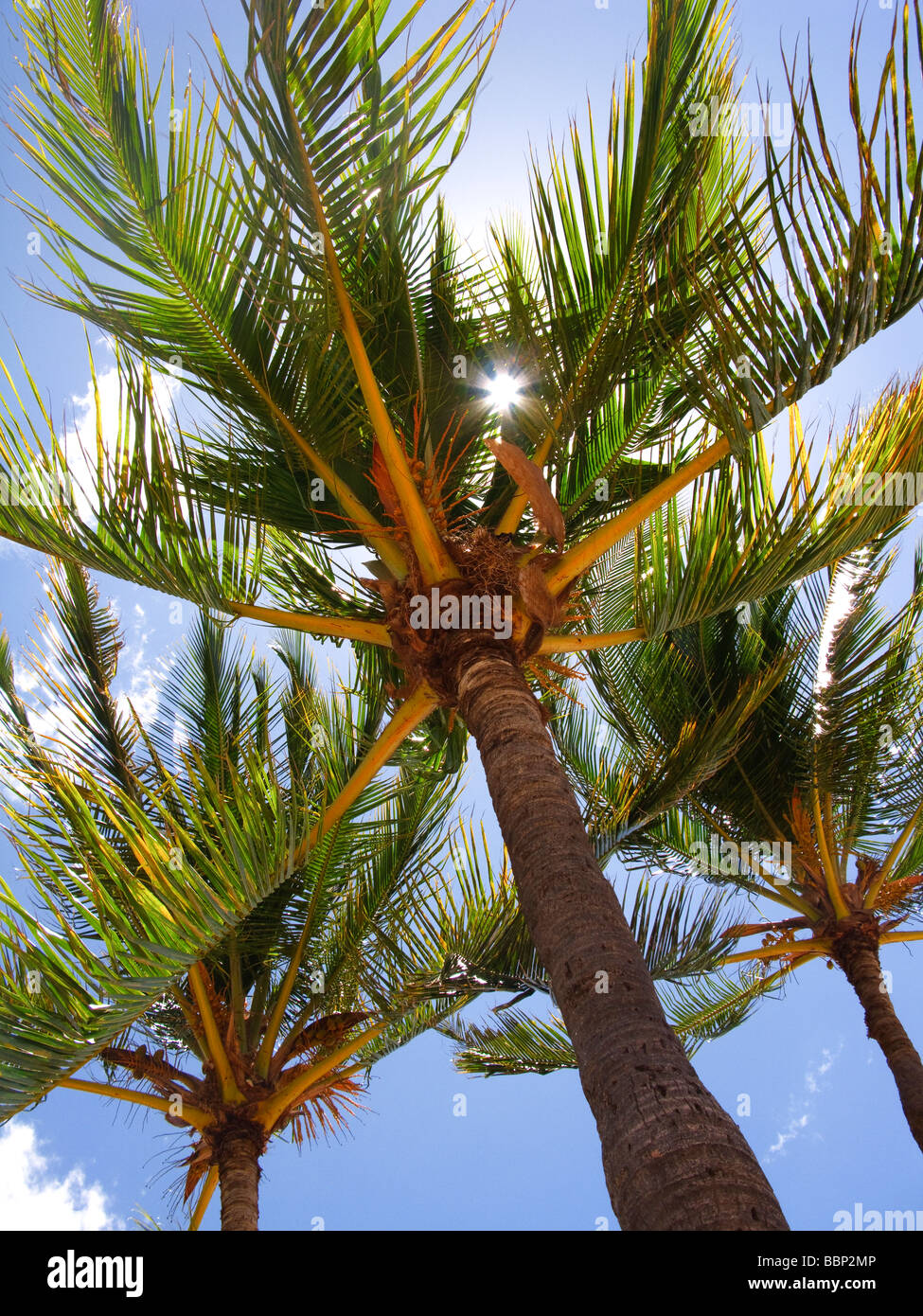 Hawaii beaches palm trees hi-res stock photography and images - Alamy
