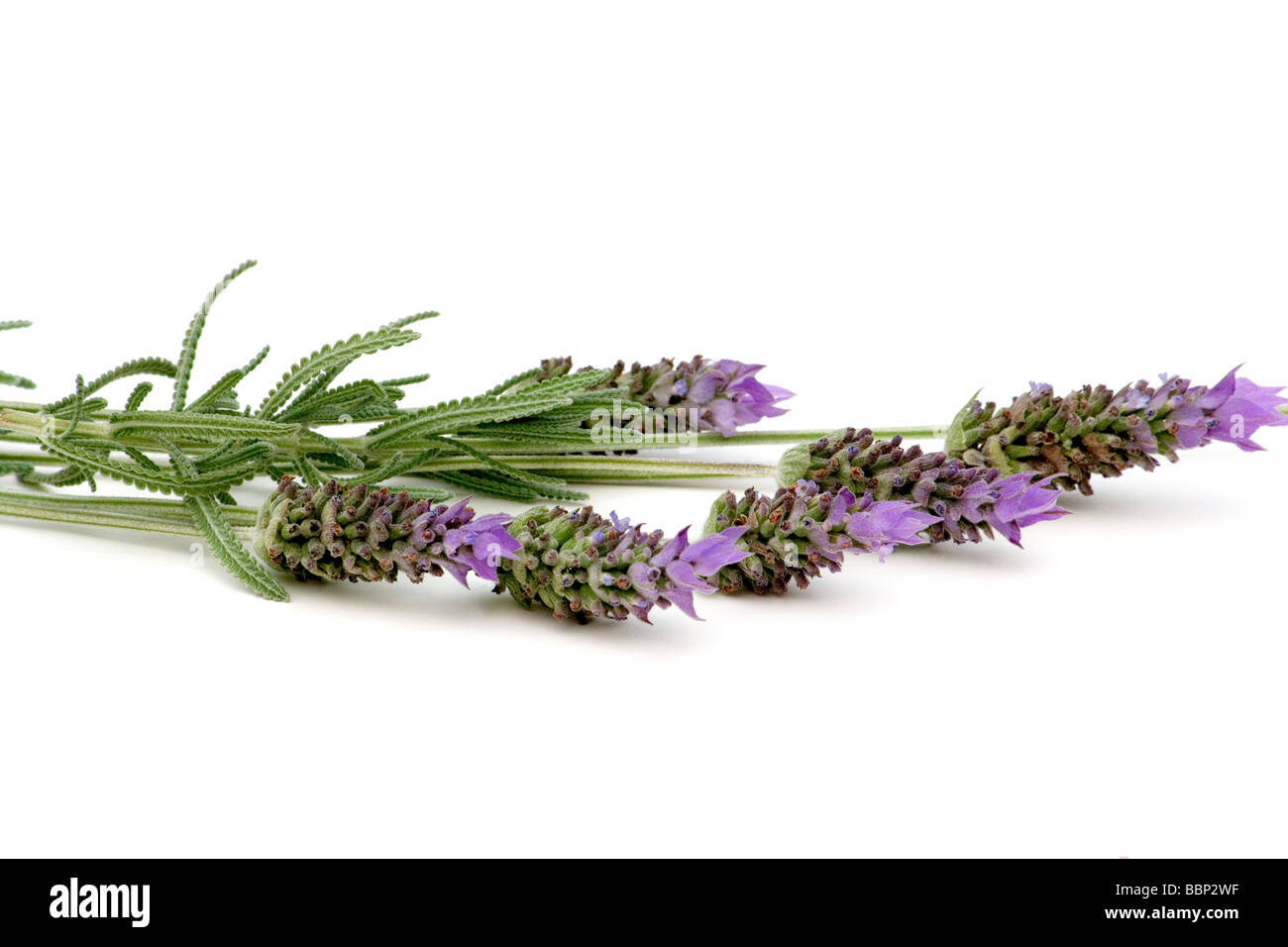 Lavender sprigs on white background Stock Photo - Alamy