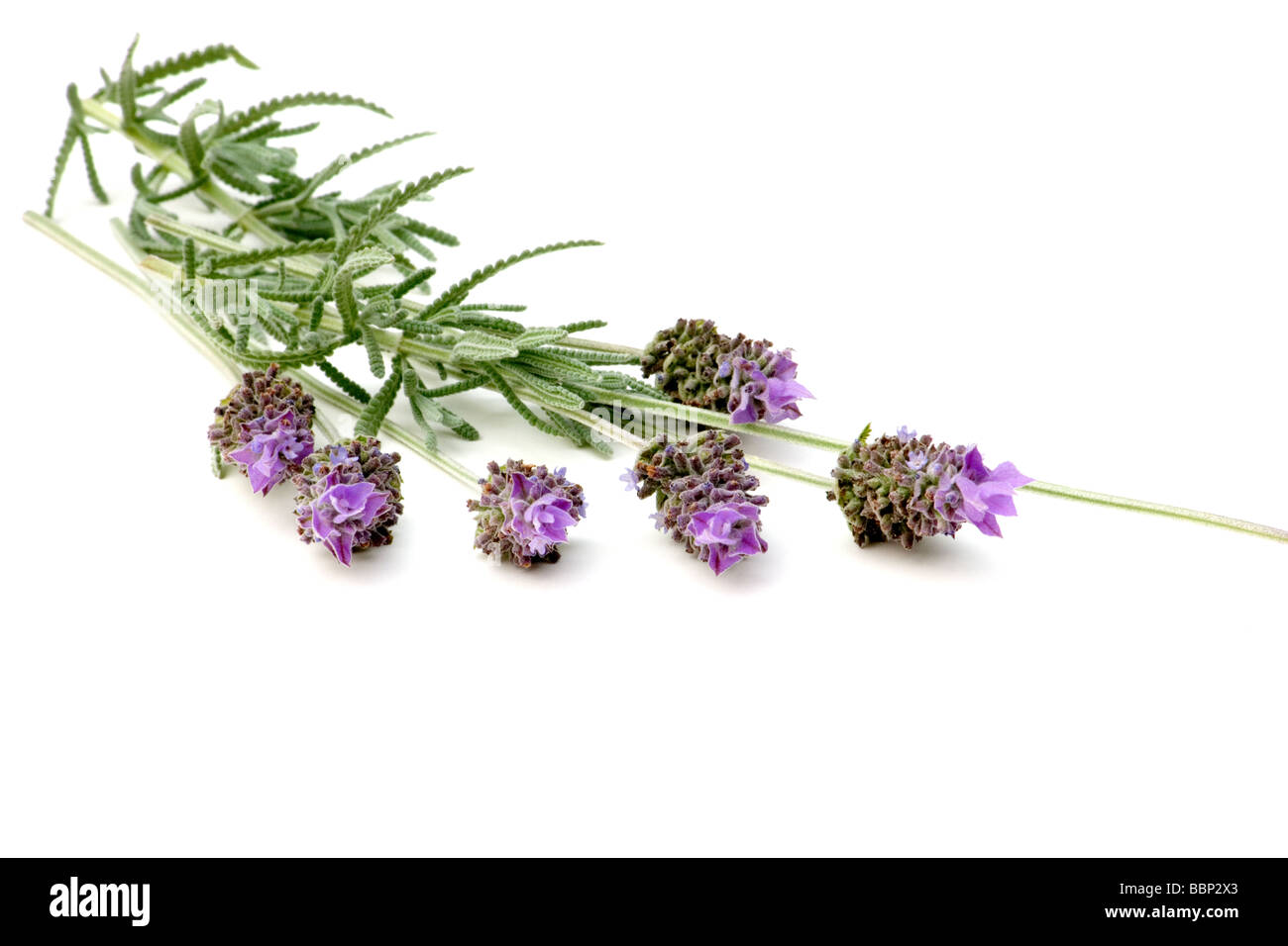Lavender sprigs on white background Stock Photo - Alamy