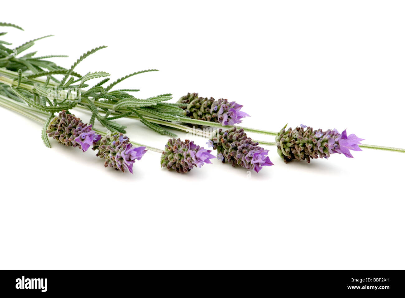 Lavender sprigs on white background Stock Photo - Alamy