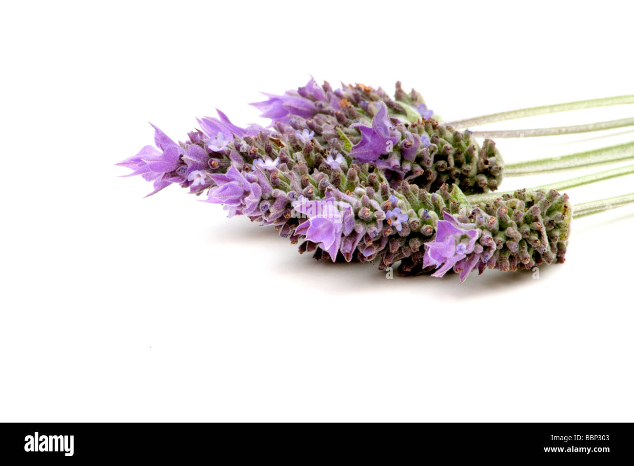 Lavender sprigs on white background Stock Photo - Alamy