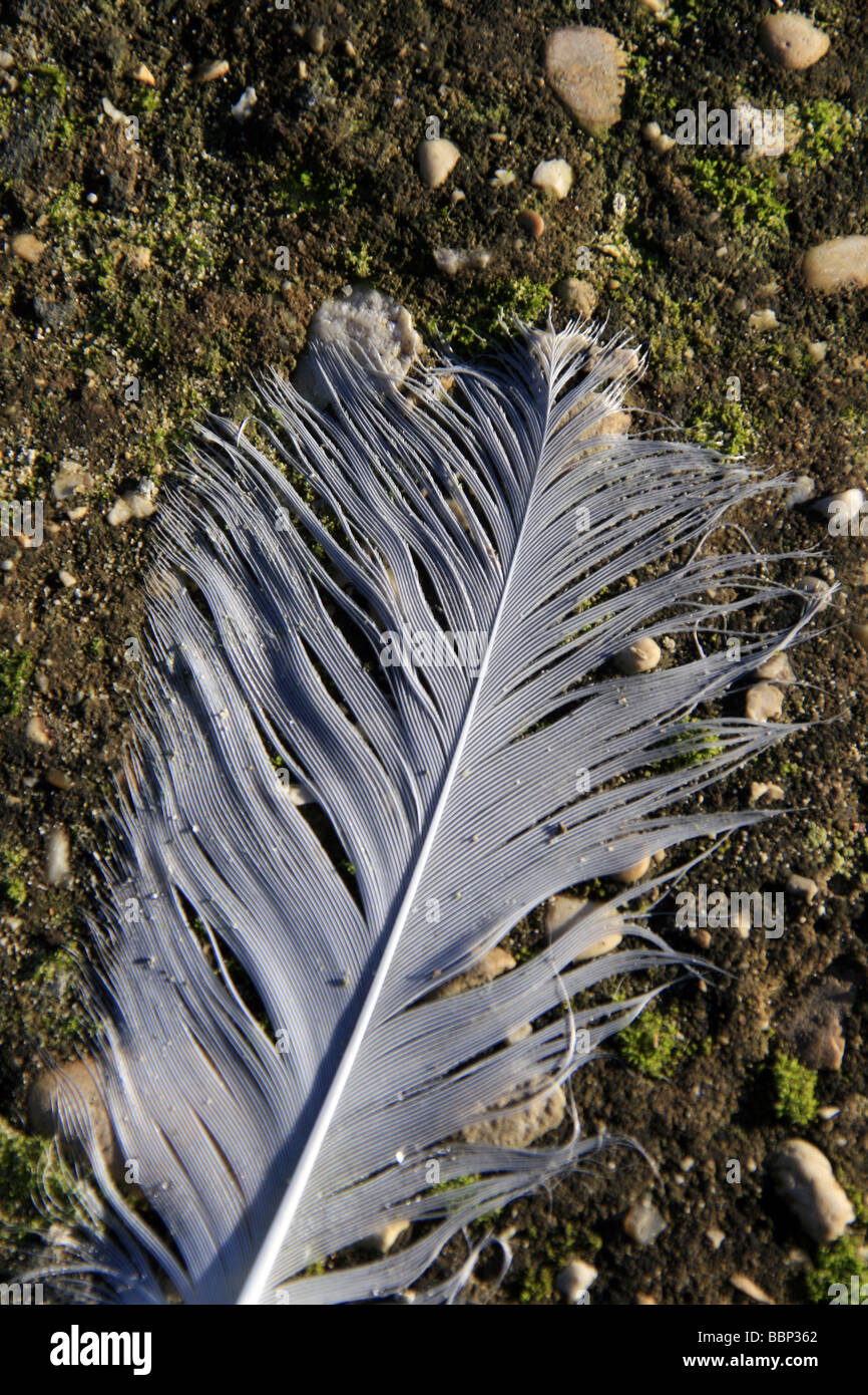 close up detail of one white old bird's feather on floor ground Stock ...