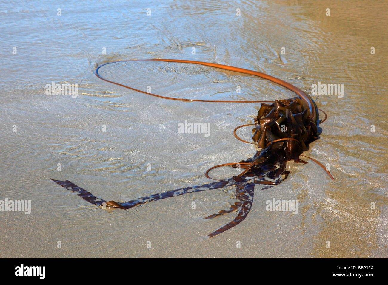 Seaweed kelp sand hi-res stock photography and images - Alamy