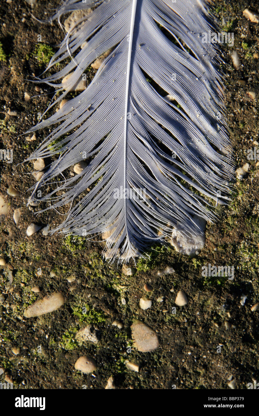 close up detail of one white old bird's feather on floor ground Stock ...