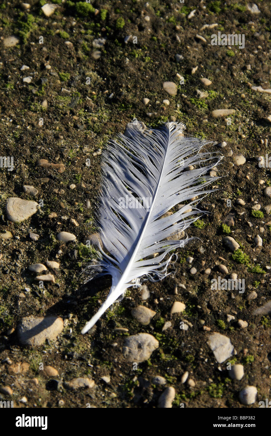 close up detail of one white old bird's feather on floor ground Stock ...