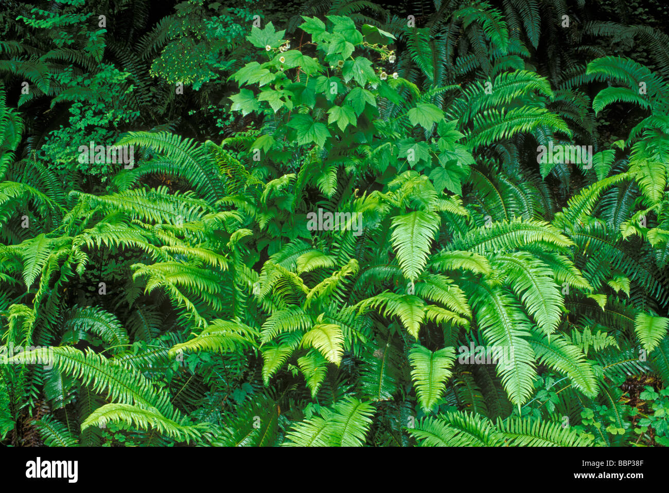 Sword ferns and lush groundcover Quinault Rain Forest Olympic National ...