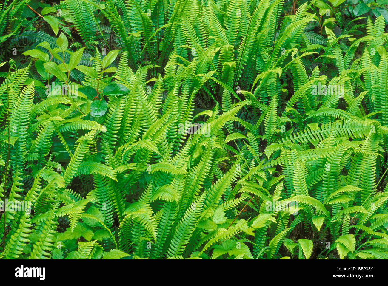 Sword ferns in the Quinault Rain Forest Olympic National Park ...