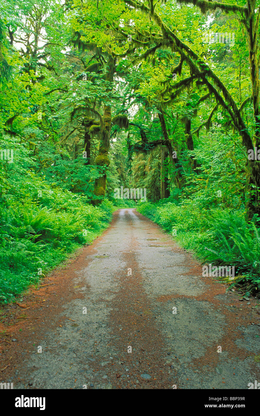 Queets rain forest hi-res stock photography and images - Alamy