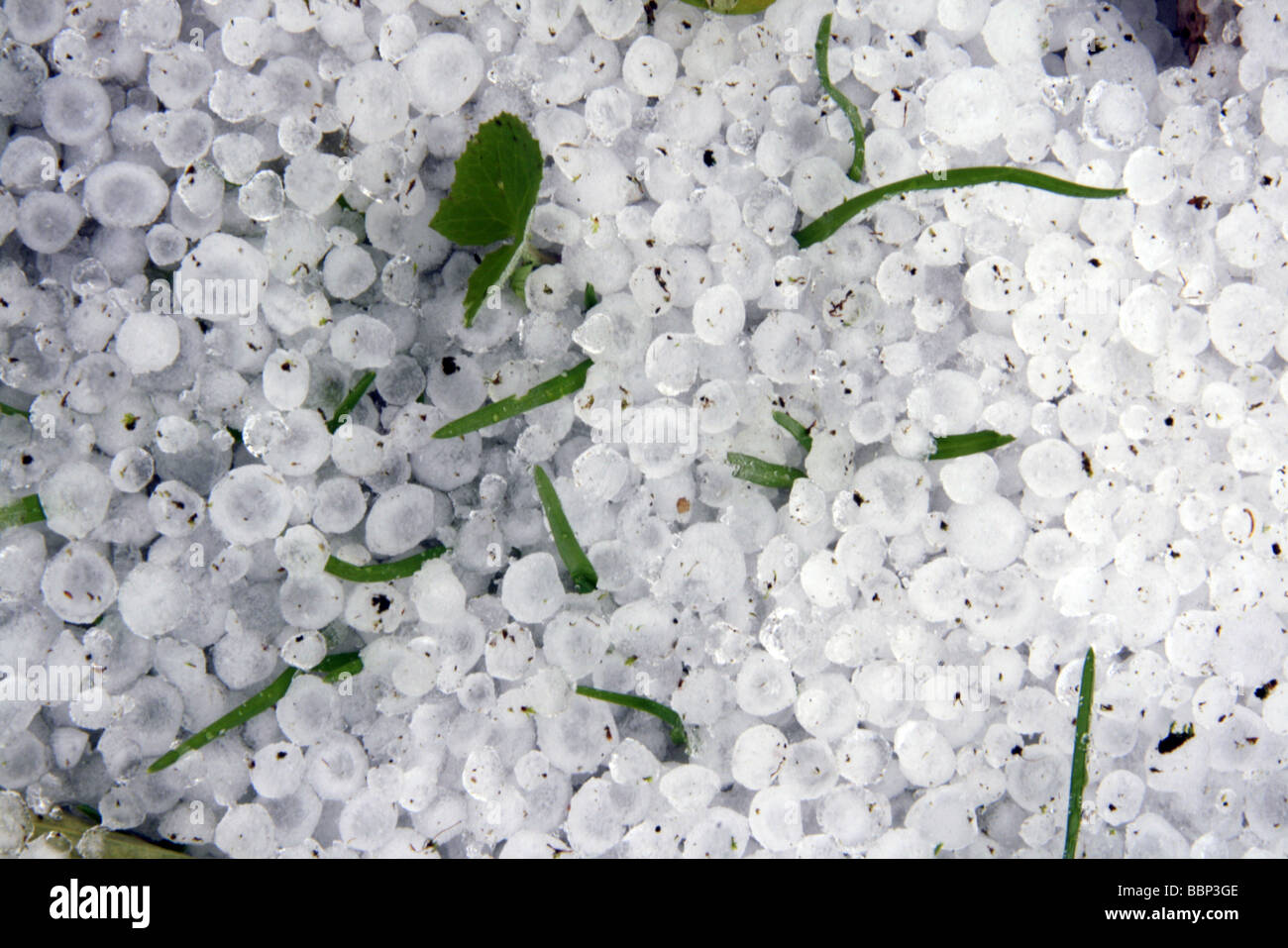 Fallen hailstones hi-res stock photography and images - Alamy