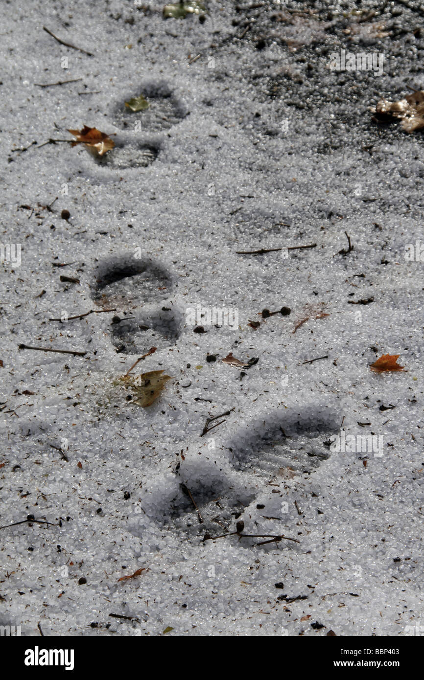 Human footprints hi-res stock photography and images - Alamy
