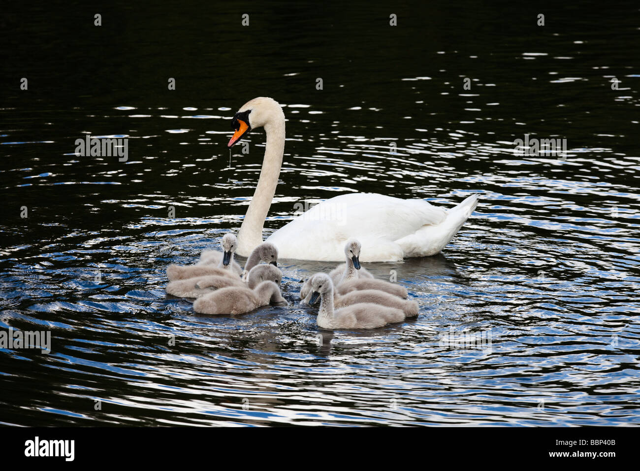 Cygnets swans pond birds hi-res stock photography and images - Alamy
