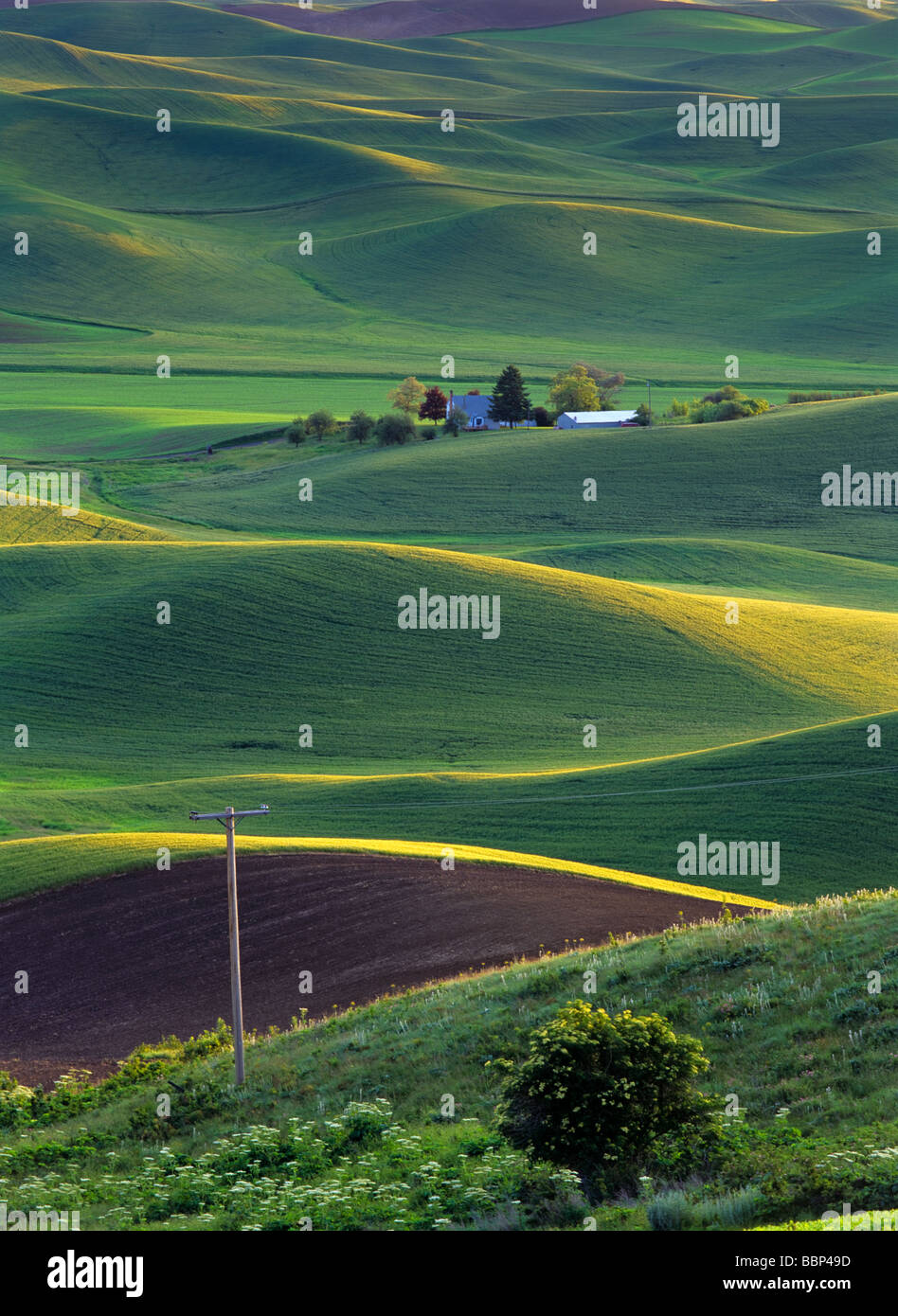 Rolling fertile wheat grass hi-res stock photography and images - Alamy