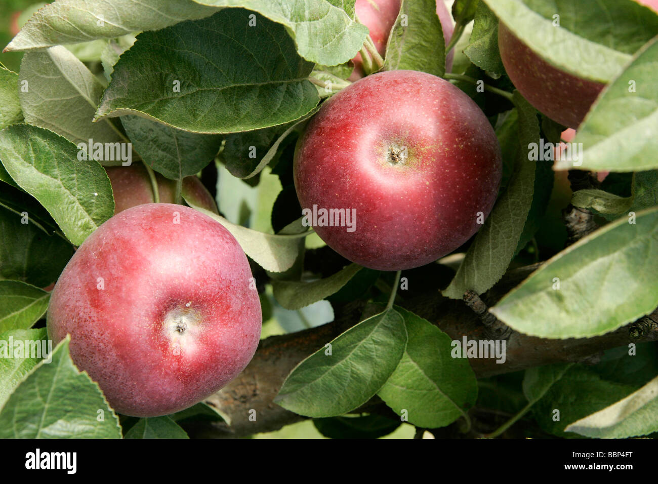 APPLE TREES, ORCHARD GARDENS OF MALICORNE, ALLIER (03), FRANCE Stock ...