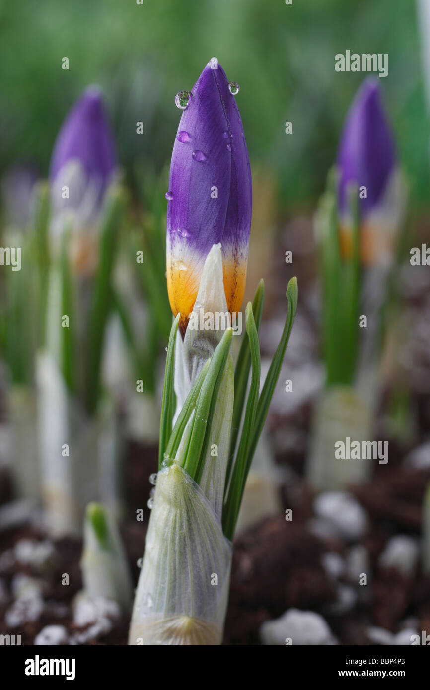 Crocus sieberi subsp. sublimis 'Tricolor' AGM Stock Photo - Alamy