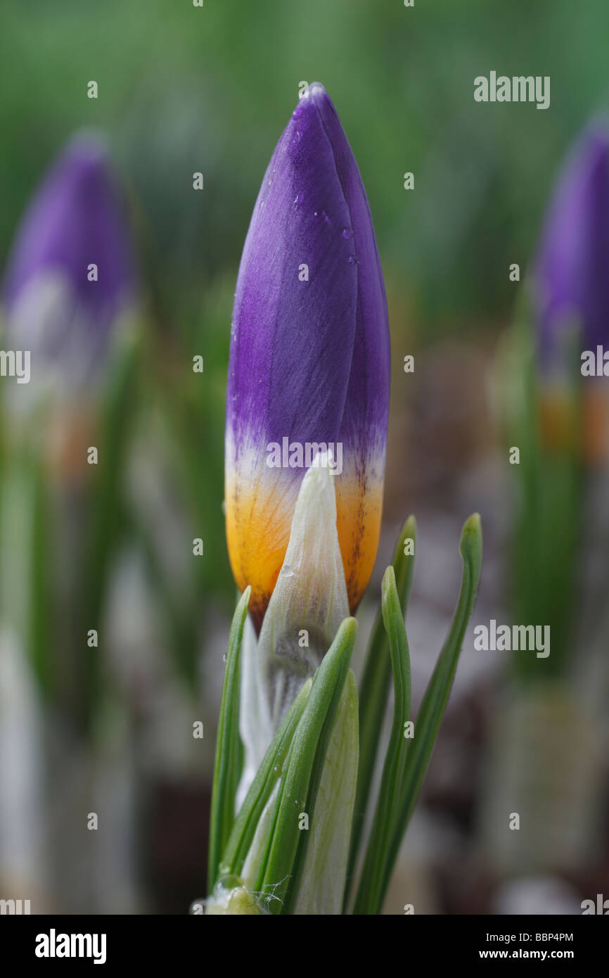 Crocus sieberi subsp. sublimis 'Tricolor' AGM Stock Photo - Alamy