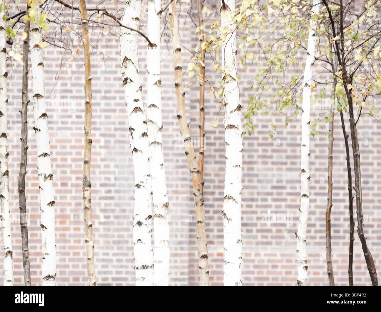 Trees, in front of a brick wall Stock Photo - Alamy