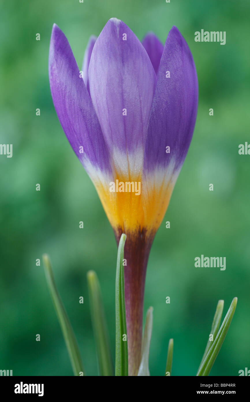 Sublimis hi-res stock photography and images - Alamy