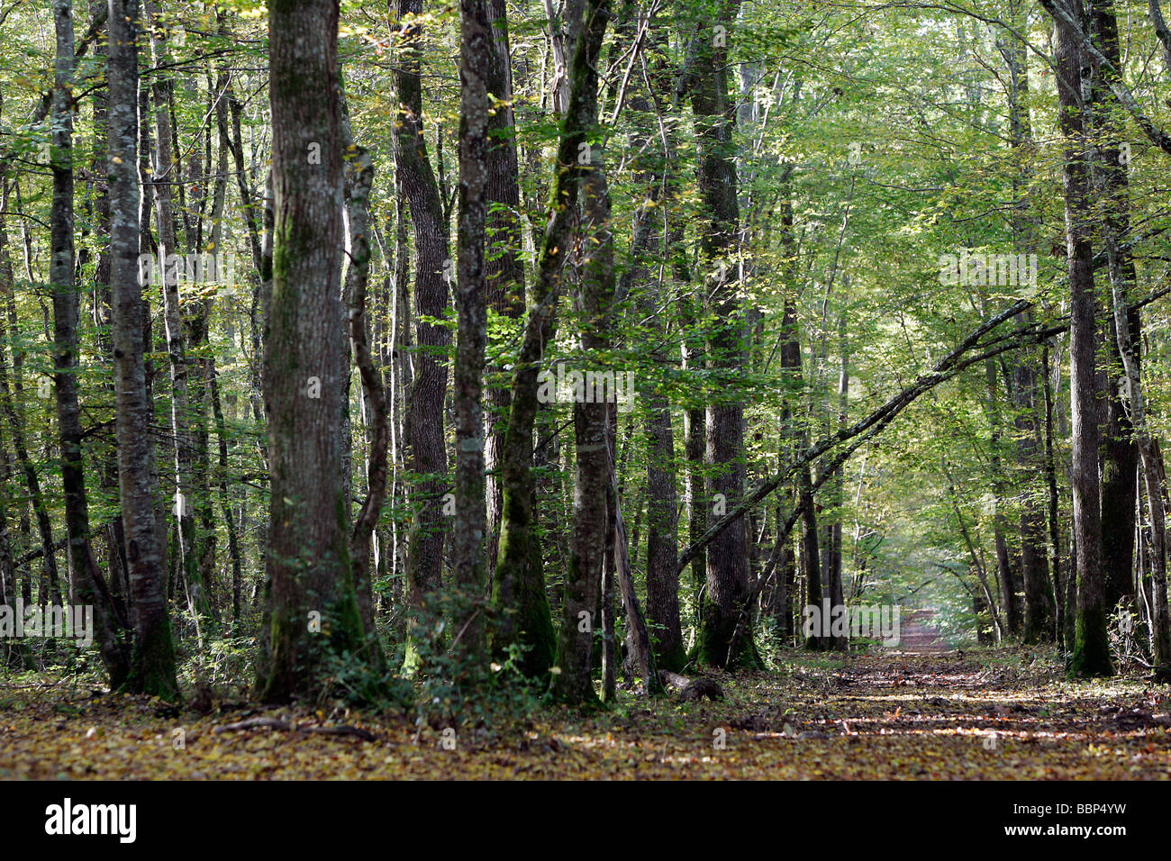 Auvergne france troncais hi-res stock photography and images - Alamy