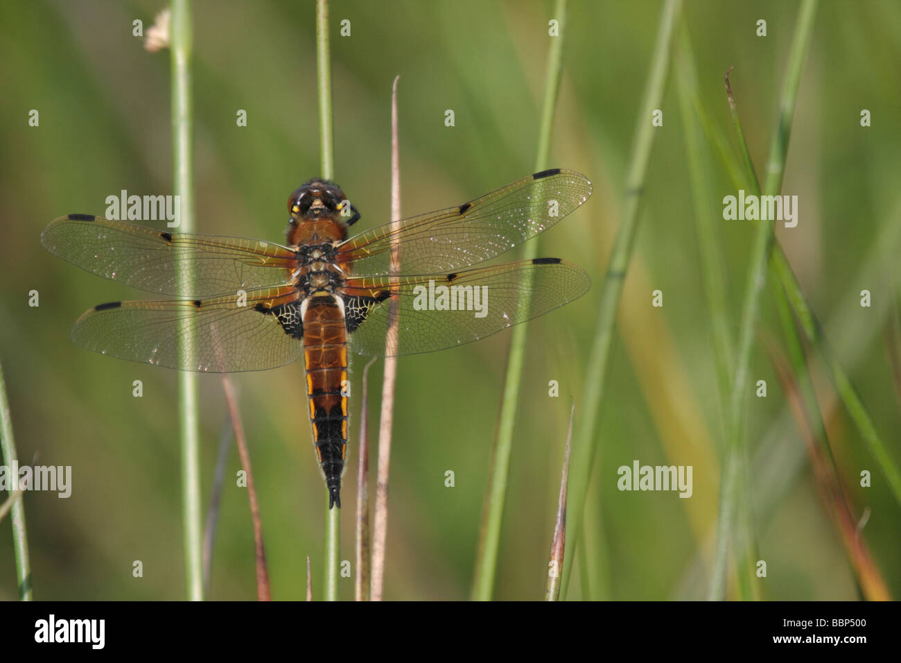 Four Spotted Chaser Dragonfly Stock Photo - Alamy