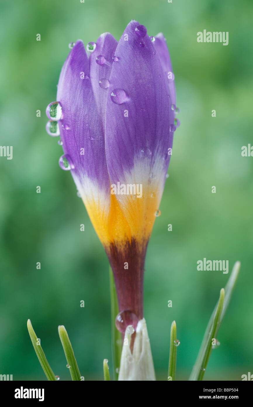 Sublimis hi-res stock photography and images - Alamy