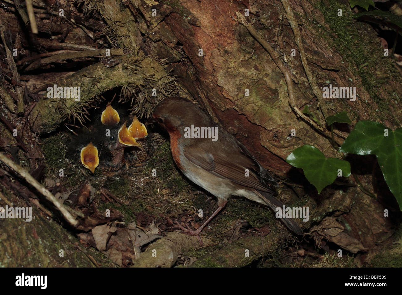 Robin nest uk hi-res stock photography and images - Alamy