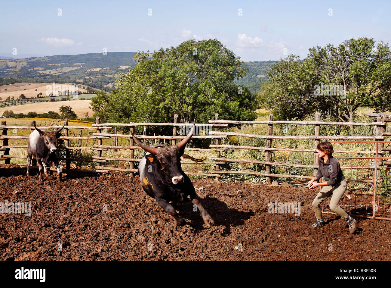 Tuscan cow hi-res stock photography and images - Alamy