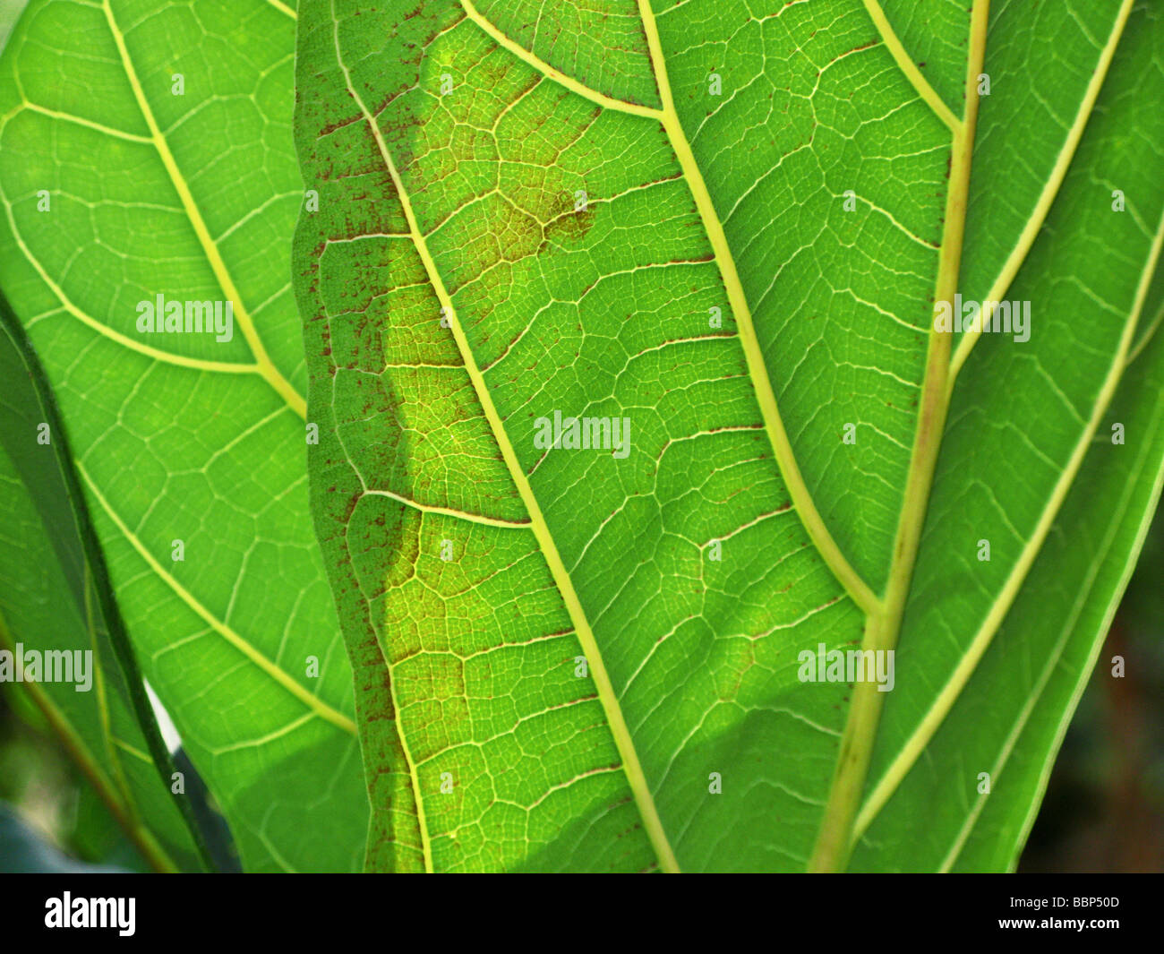 sunlight through green leaf Stock Photo - Alamy