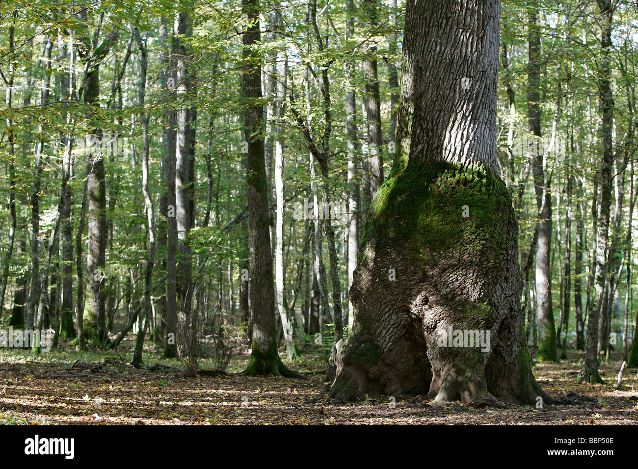 SQUARE OAK TREES, FOREST OF TRONCAIS, ALLIER (03), FRANCE Stock Photo ...