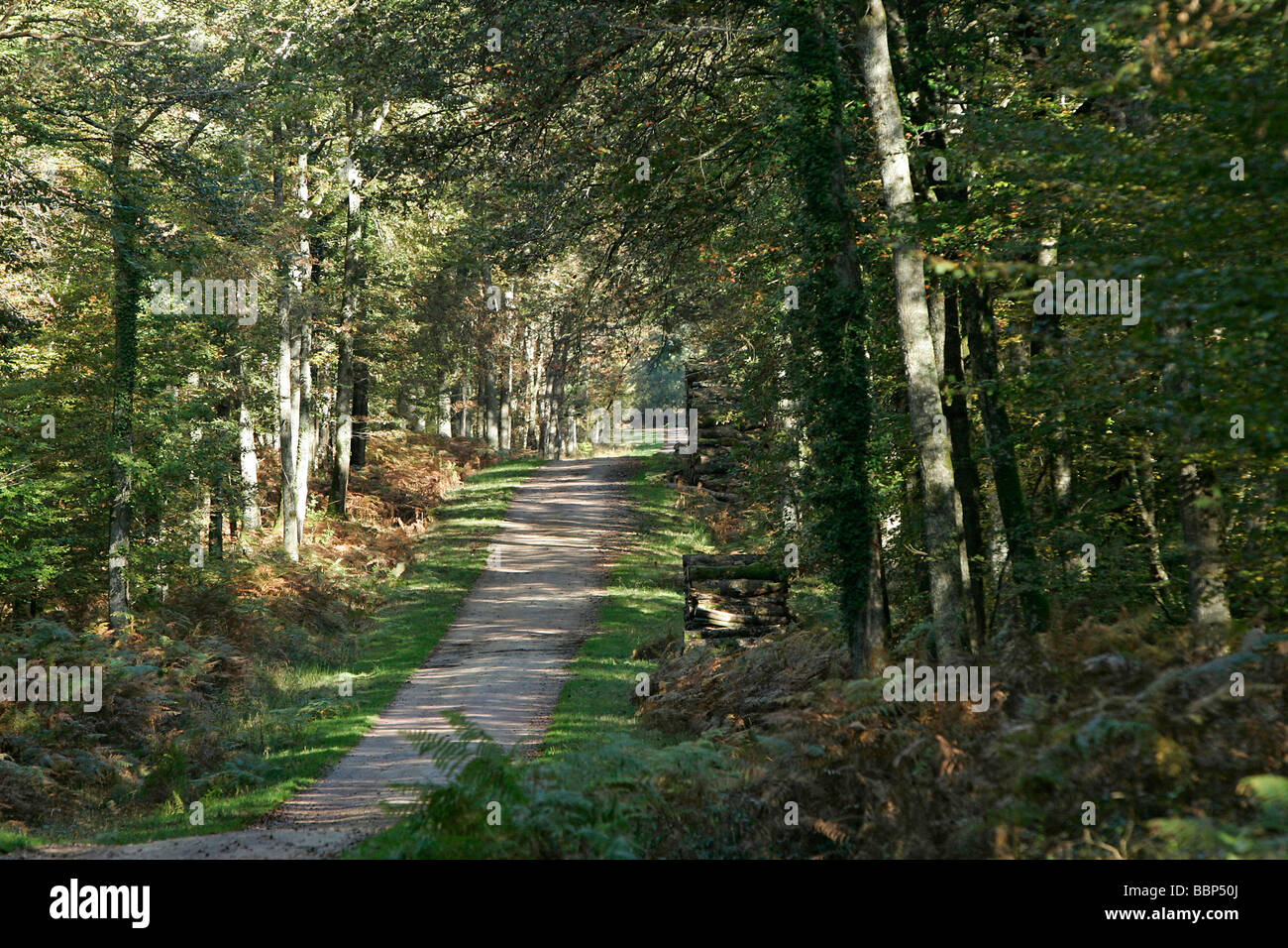 FOREST OF TRONCAIS, ALLIER (03), FRANCE Stock Photo - Alamy