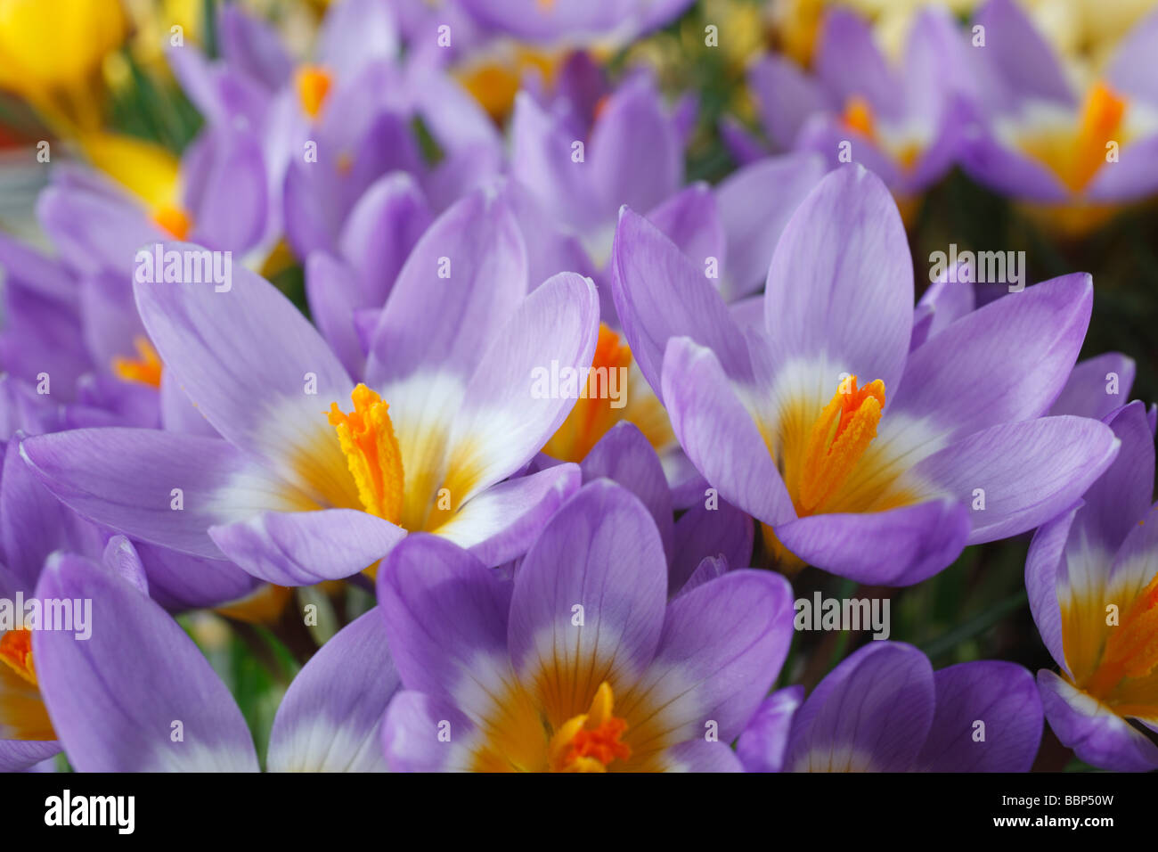 Crocus sieberi subsp. sublimis 'Tricolor' AGM Stock Photo - Alamy