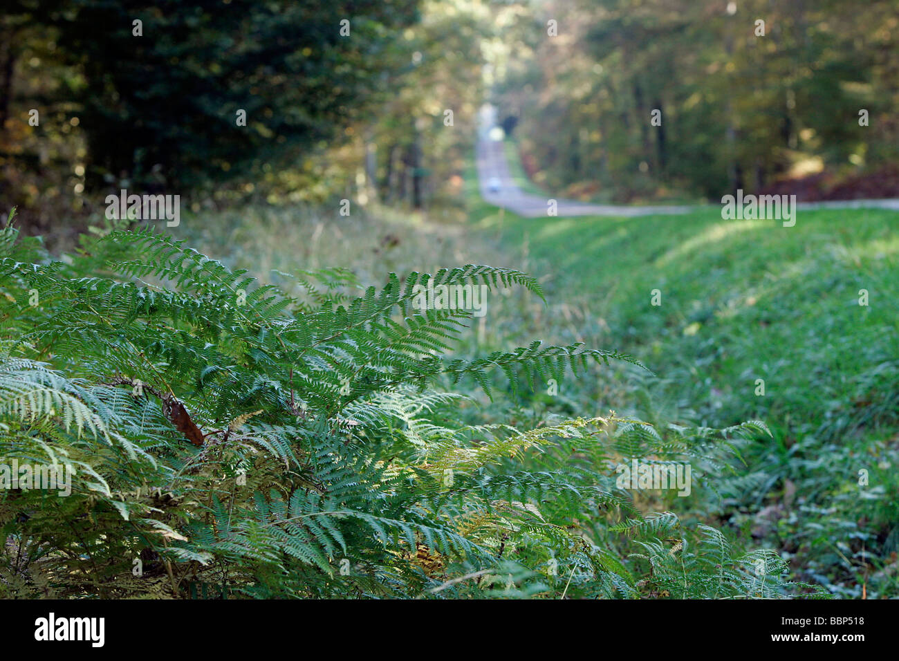 FOREST OF TRONCAIS, ALLIER (03), FRANCE Stock Photo - Alamy