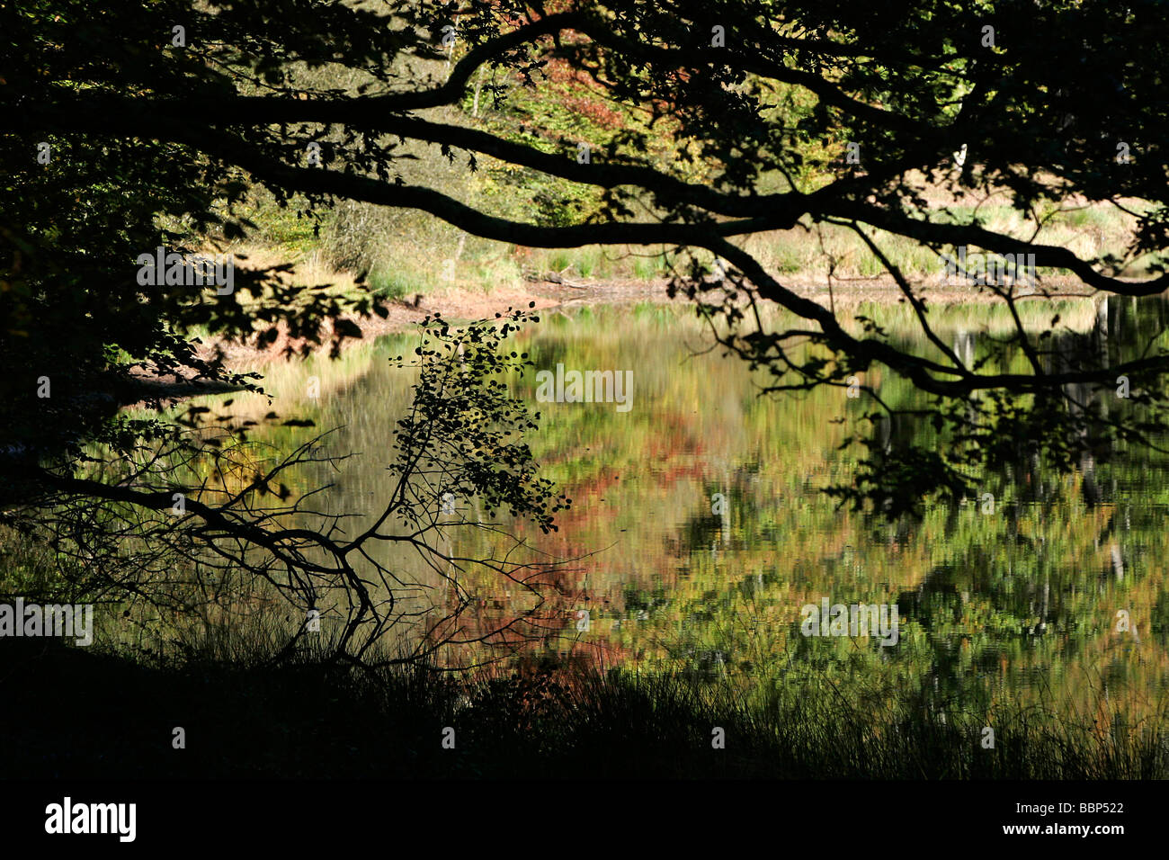 Troncais pond hi-res stock photography and images - Alamy