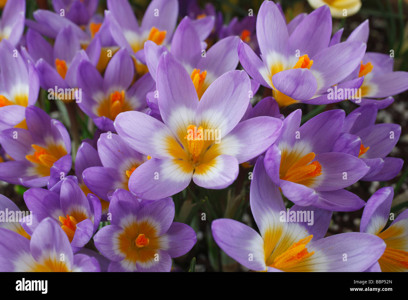 Crocus sieberi subsp. sublimis 'Tricolor' AGM Stock Photo - Alamy