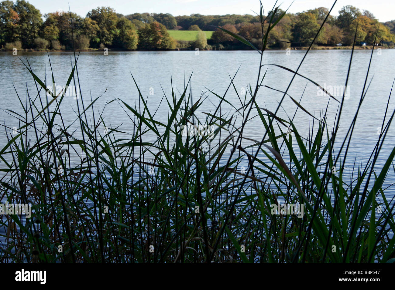 Troncais pond hi-res stock photography and images - Alamy