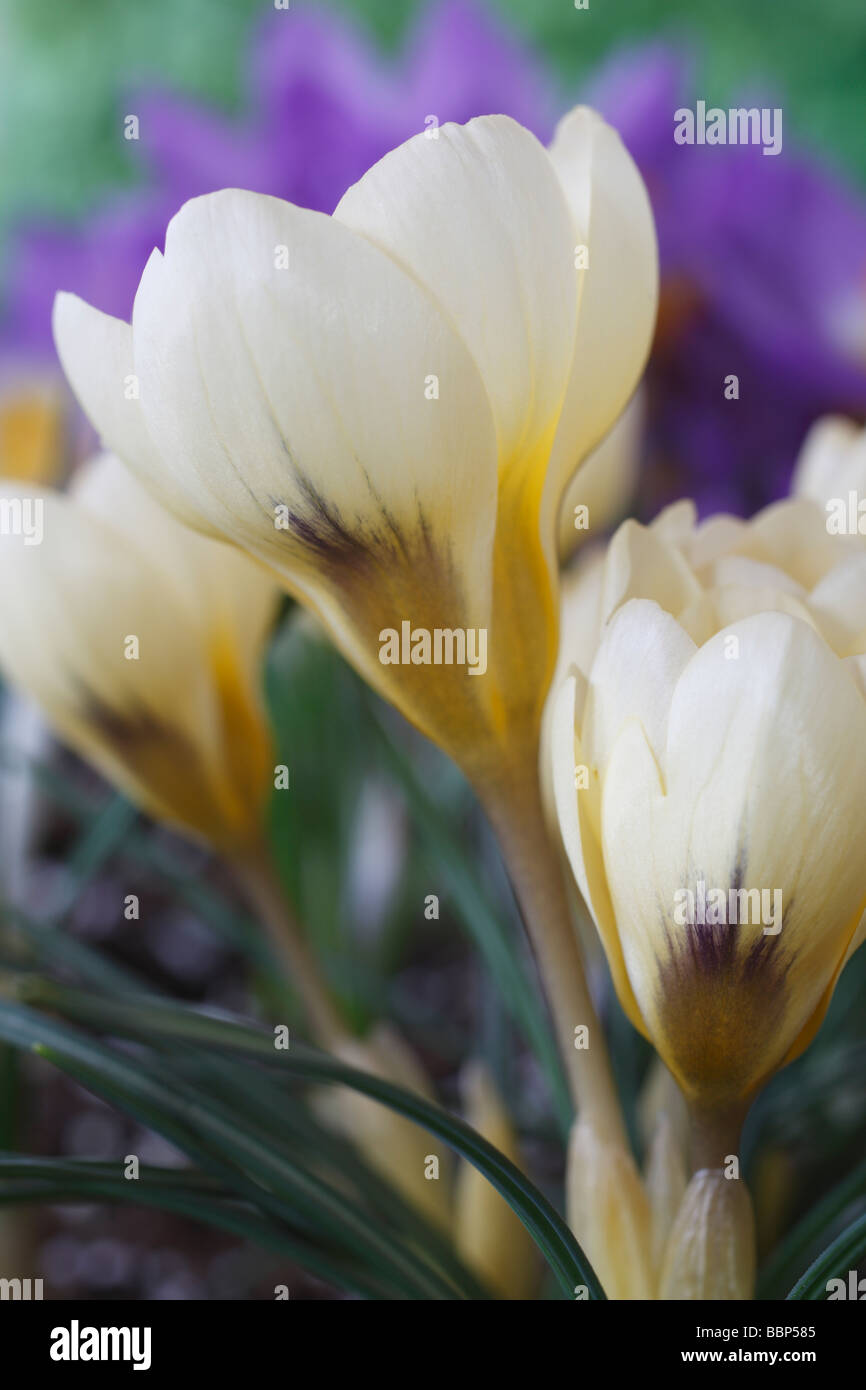 Crocus chrysanthus cream beauty hi-res stock photography and images - Alamy