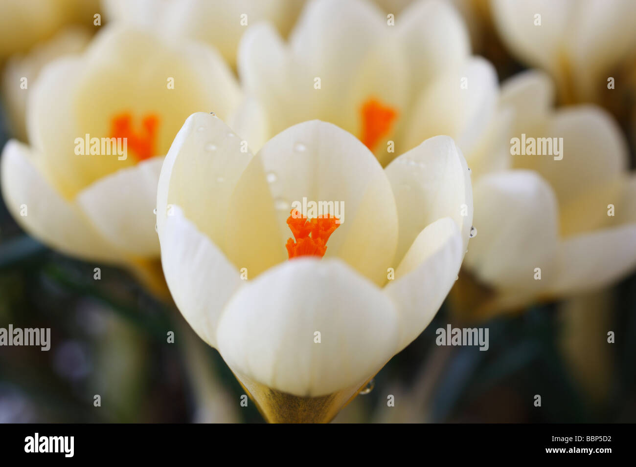 Crocus chrysanthus cream beauty hi-res stock photography and images - Alamy