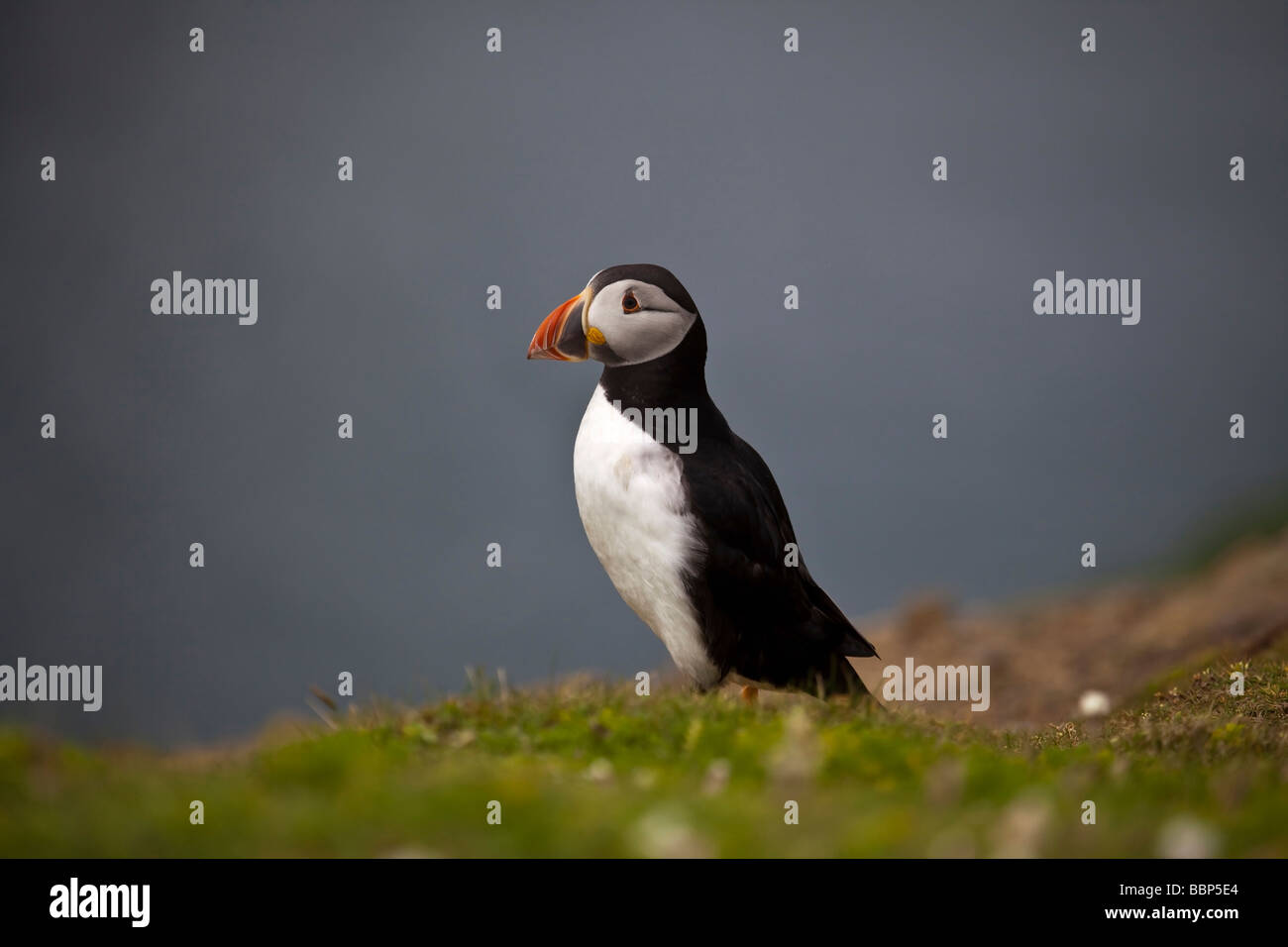 The side view of a single Atlantic Puffin on the the grass at the edge ...